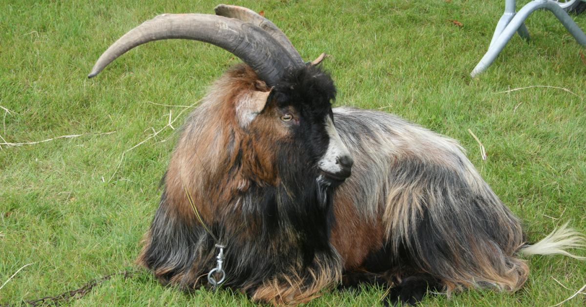 Behoud van lokale schapen-, geiten- en varkensrassen | Vlaams Ruraal Netwerk